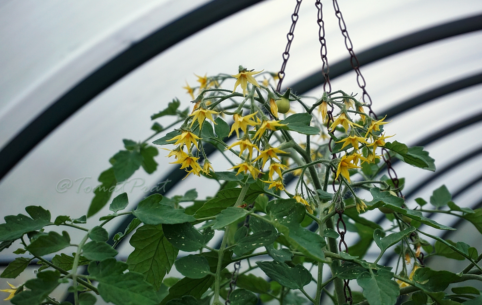 Helenes Tomater: Whippersnapper