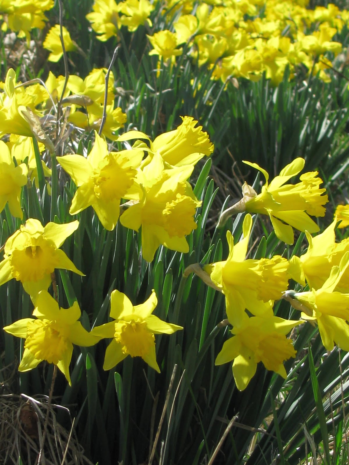A Grave Interest: The Legacy of the Daffodils