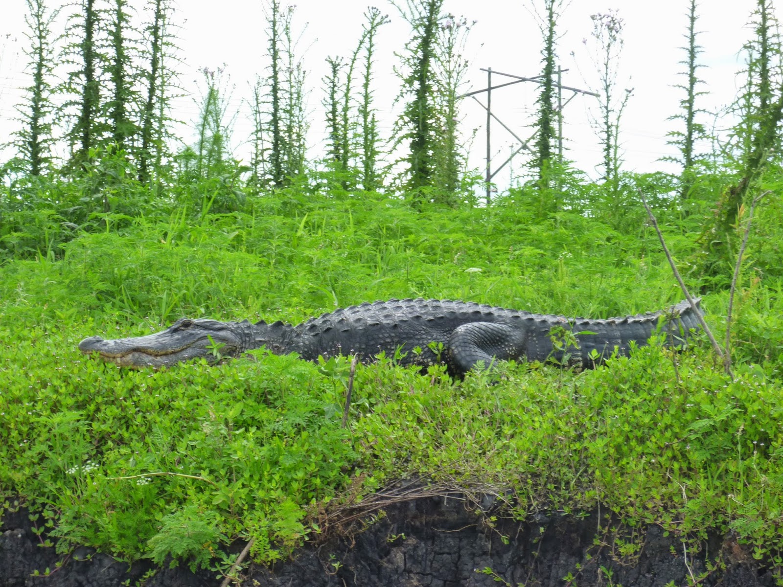 Back Road Motorcycle Rides: Airboats, Alligators, and riding Florida ...