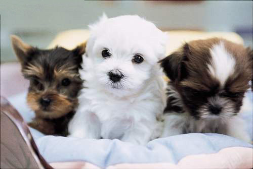 Beautiful Puppies in the World