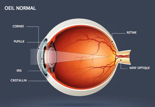 Orthoptie...: Oeil Humain