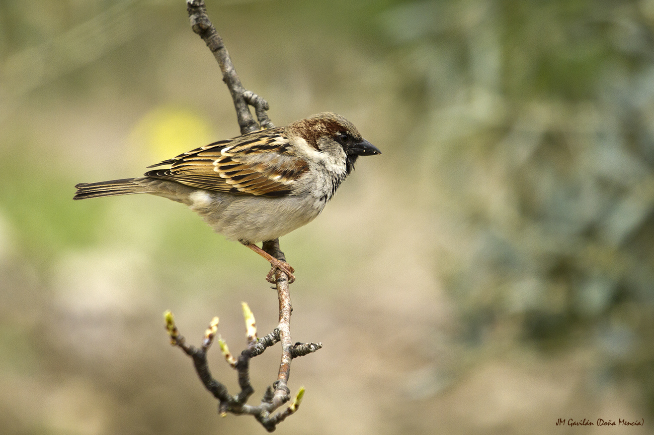 Fotografía de Naturaleza - JM Gavilán: Gorrión común (Passer domesticus)
