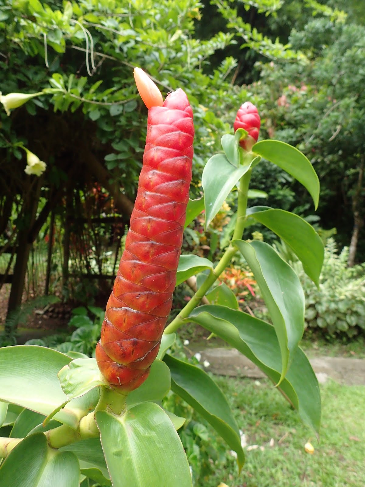 Things we did today...: Instead Of Irma - Part I Diamond Botanical Gardens