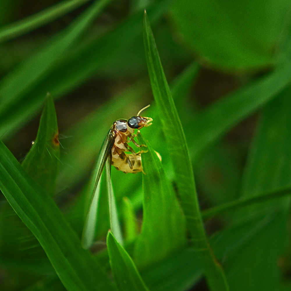 ePhoto-eZulwini: Fliegende Ameisen - INHLWA