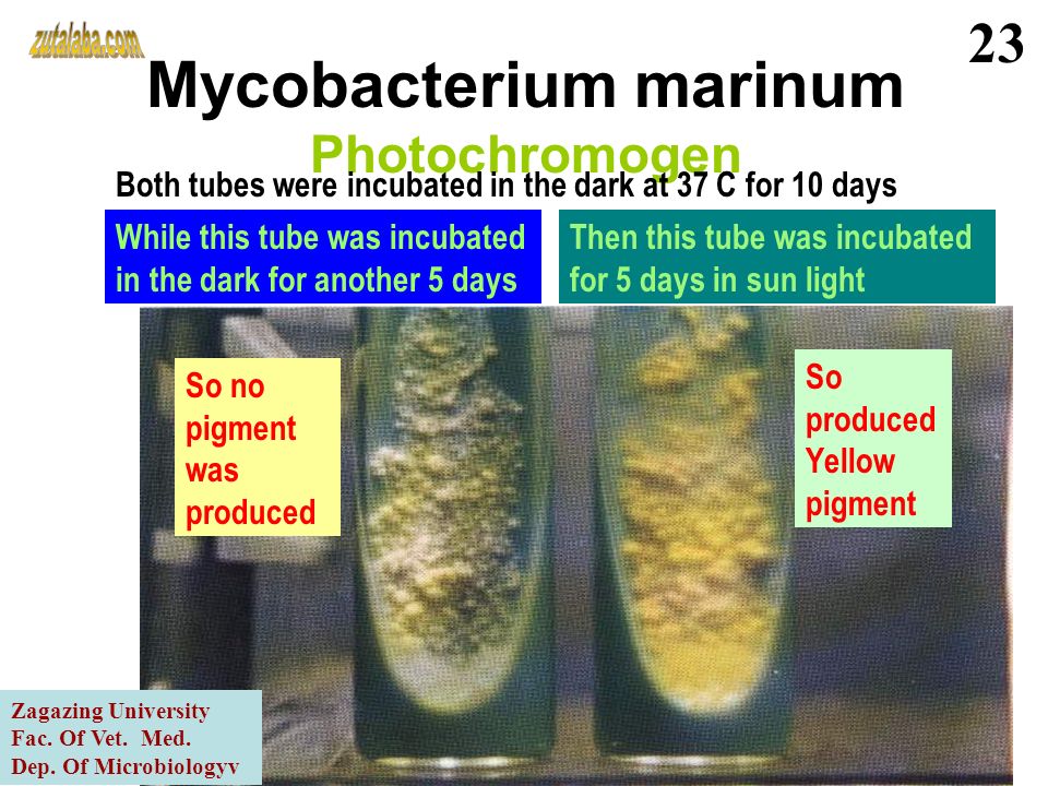 EXAMS AND ME : Photochromogens