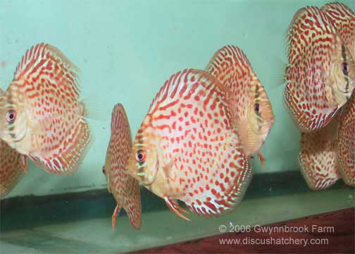 Discus: Red Spotted Leopard Discus Fish