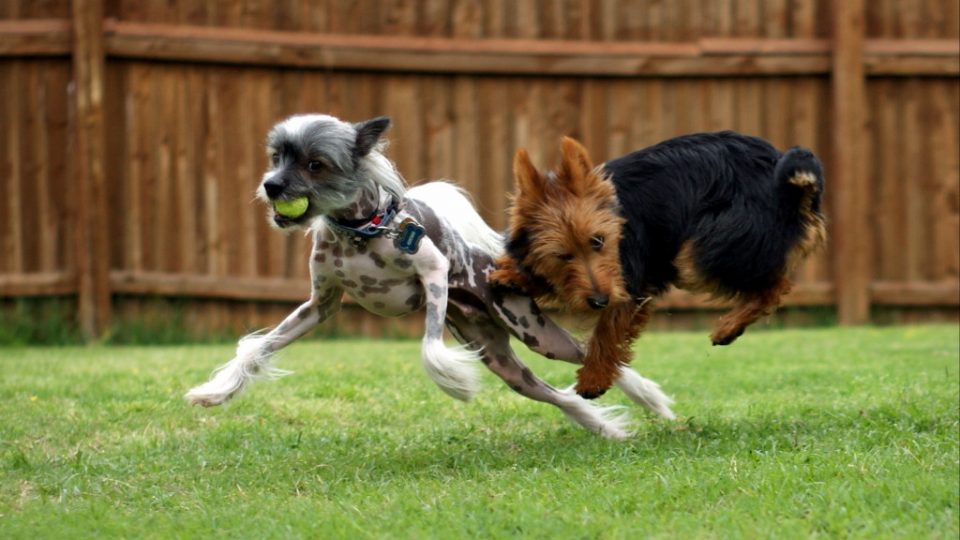 Prevent your Dog's Resource Guarding Behaviour | Australian Dog Lover