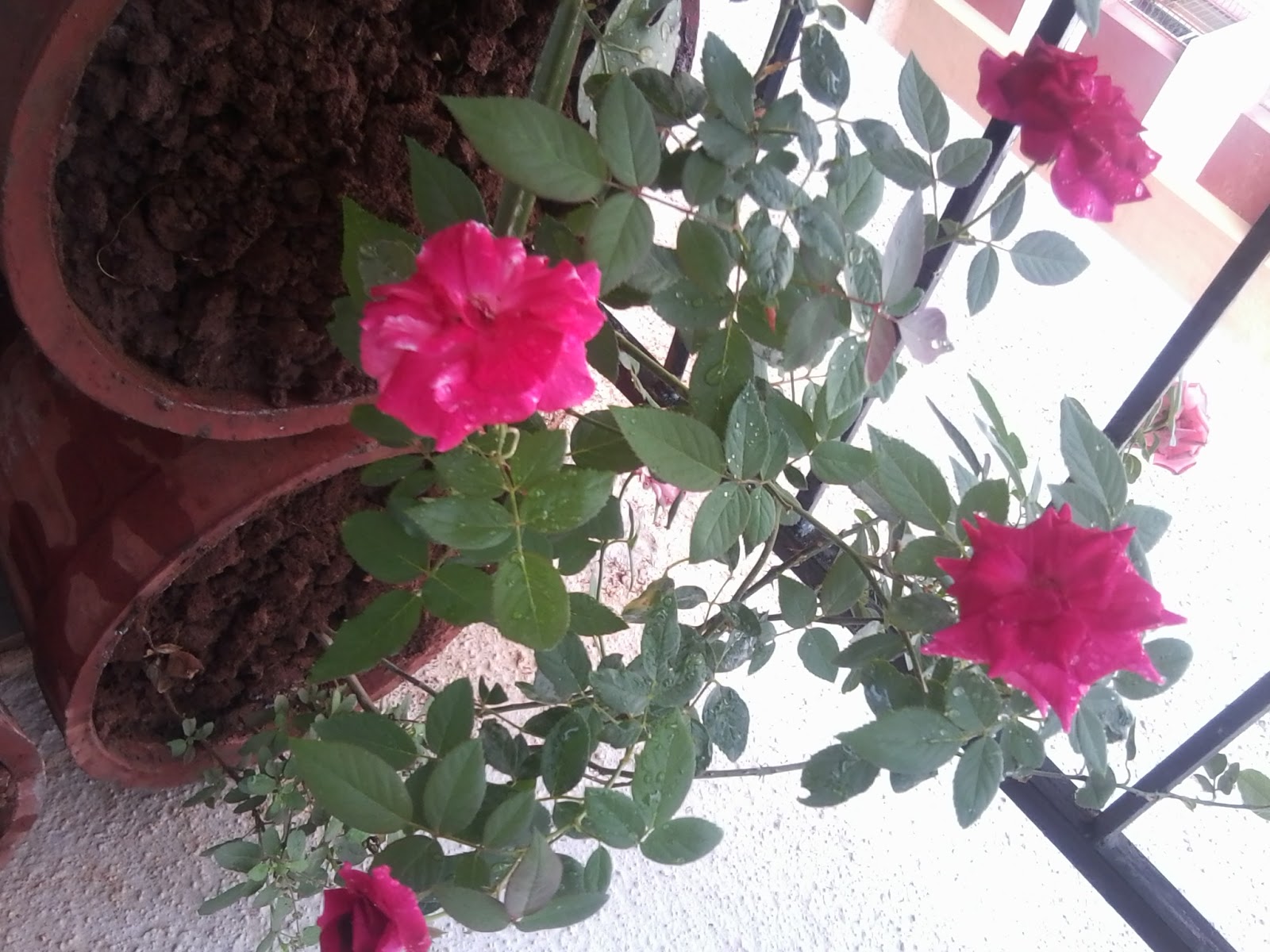 My Views: A Rose is a Rose is a Rose!