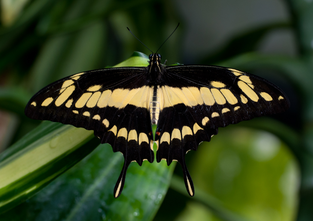 Postcards from Sussex: Wisley butterflies part 4