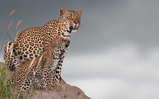 The Leopard and Cubs | Awesome Photographs | The Wildlife