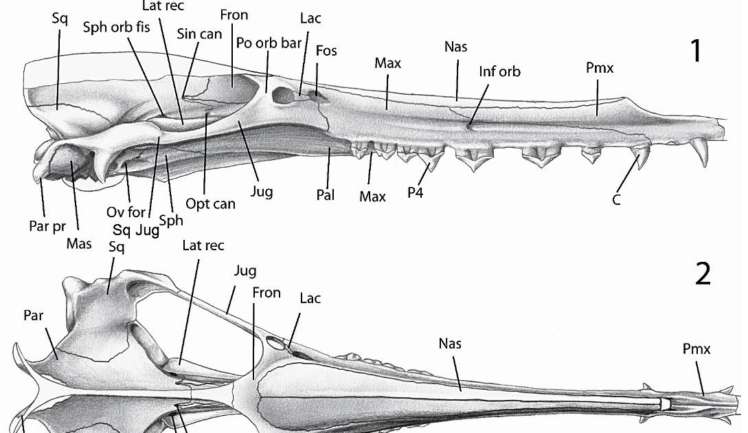 Remingtonocetus - Alchetron, The Free Social Encyclopedia