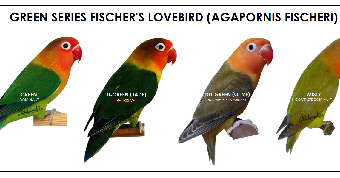 GREEN SERIES FISCHER'S LOVEBIRD (AGAPORNIS FISCHERI)
