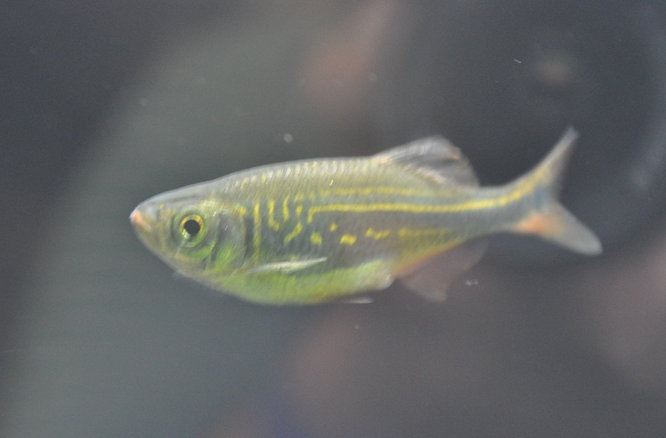 ZOOTOGRAFIANDO (5.836 ANIMALS): DANIO GIGANTE / GIANT DANIO (Devario ...