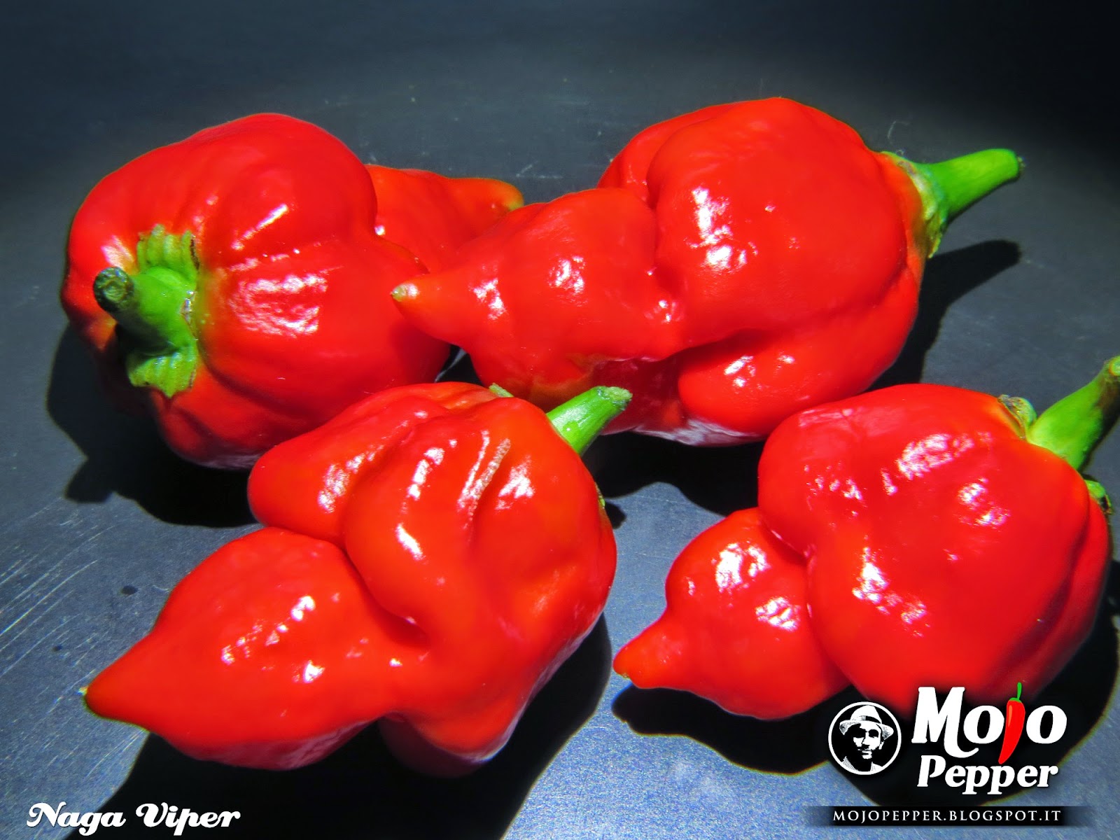 The Mojo Pepper - Just a Chili Pepper grower: Naga Viper chili pepper