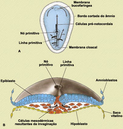 Sala BioQuímica: Formação dos 3 folhetos germinativos