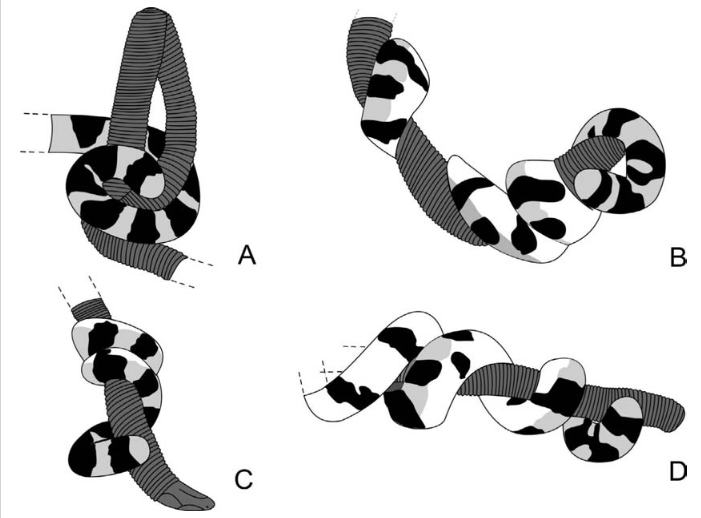 Life is short, but snakes are long: August 2017