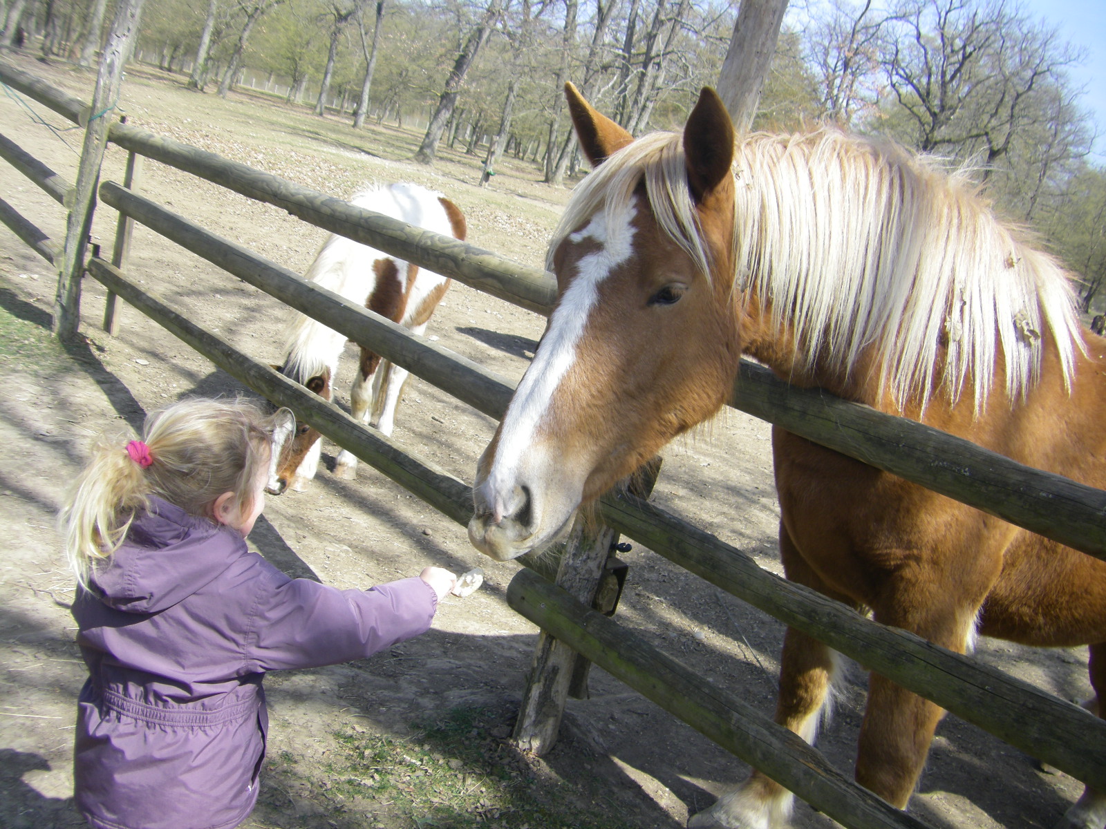Au ptit bonheur: Poney Parc...
