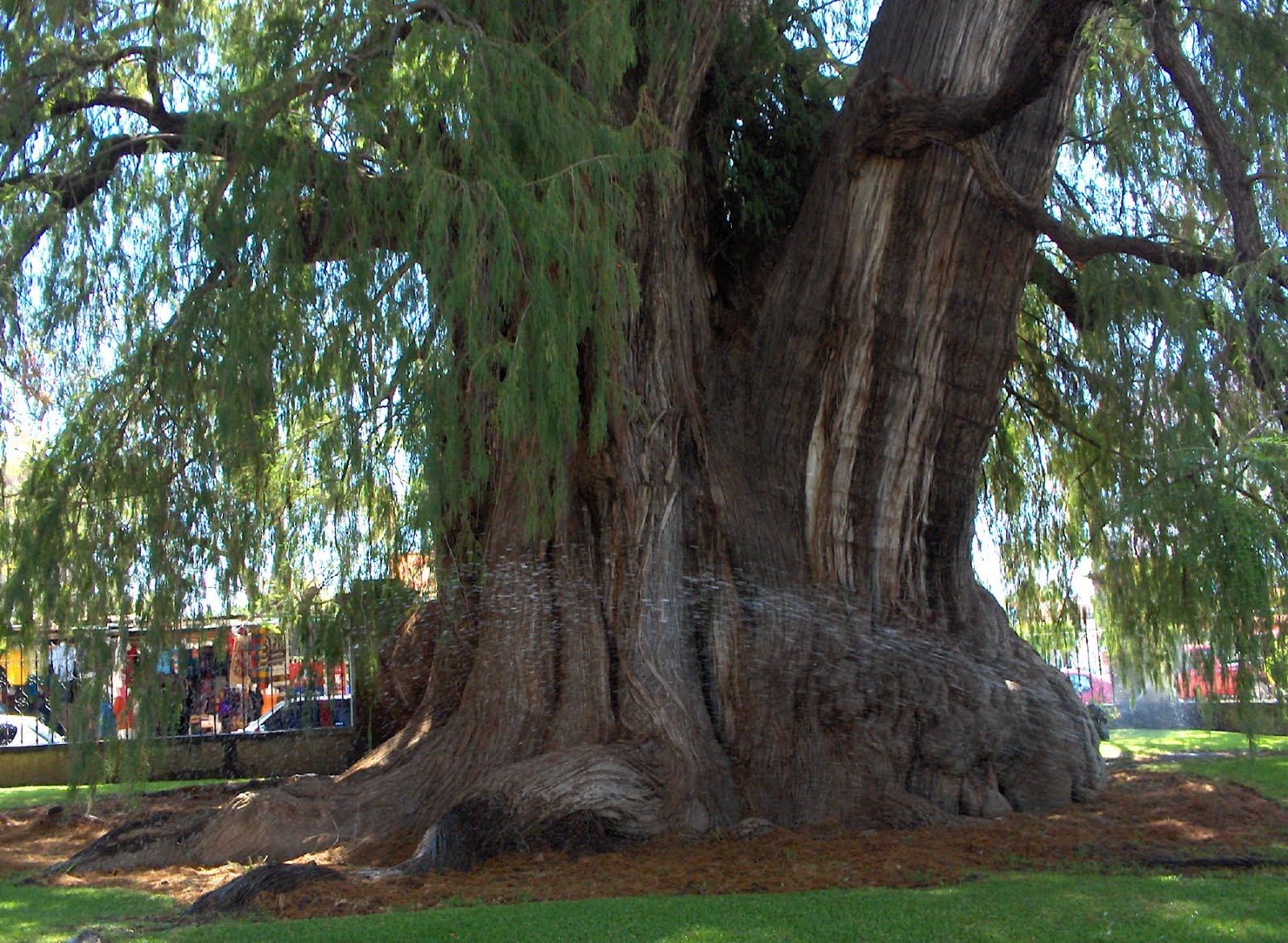 joypix: The world's widest tree
