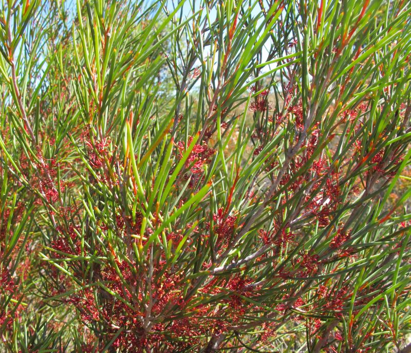 Esperance Wildflowers: Hakea strumosa – Proteaceae