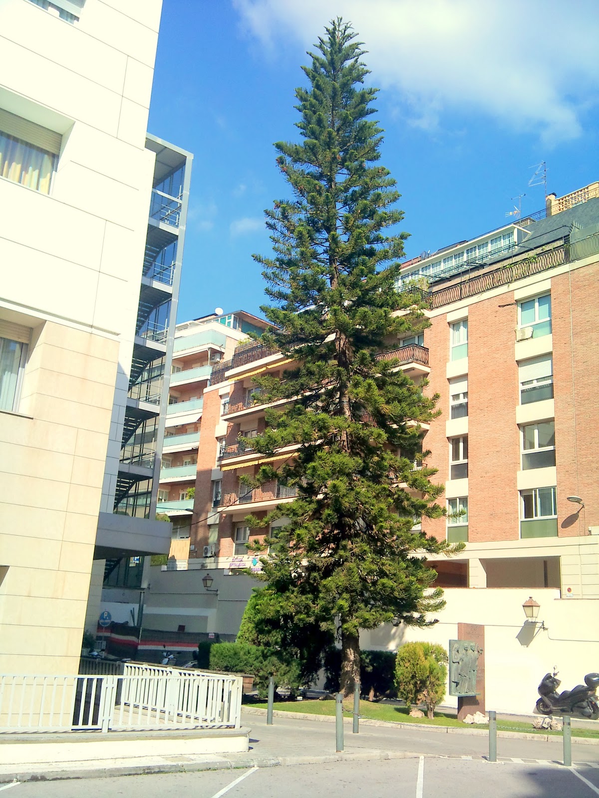 Árboles con alma: Araucaria Columnar. Pino de Cook. (Araucaria columnaris)