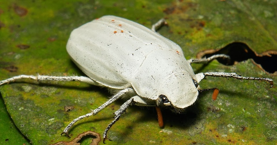 Crooked Beak Workshop: Cyphochilus insulanus Moser: An amazing example ...