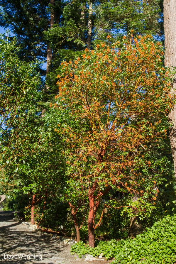 Madrona Progress Report