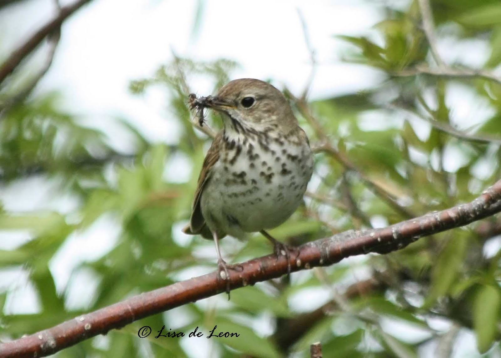 Birding with Lisa de Leon: Hermit Thrush