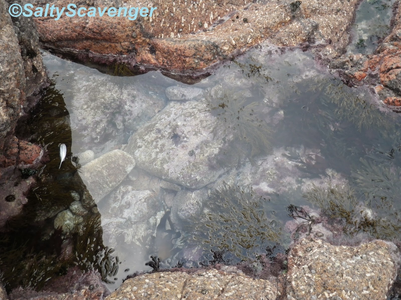 Rock Pooling: Rockpooling Destination: Revisit South- West Penwith ...
