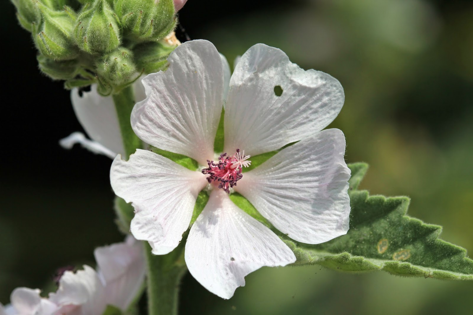 Althaea officinalis