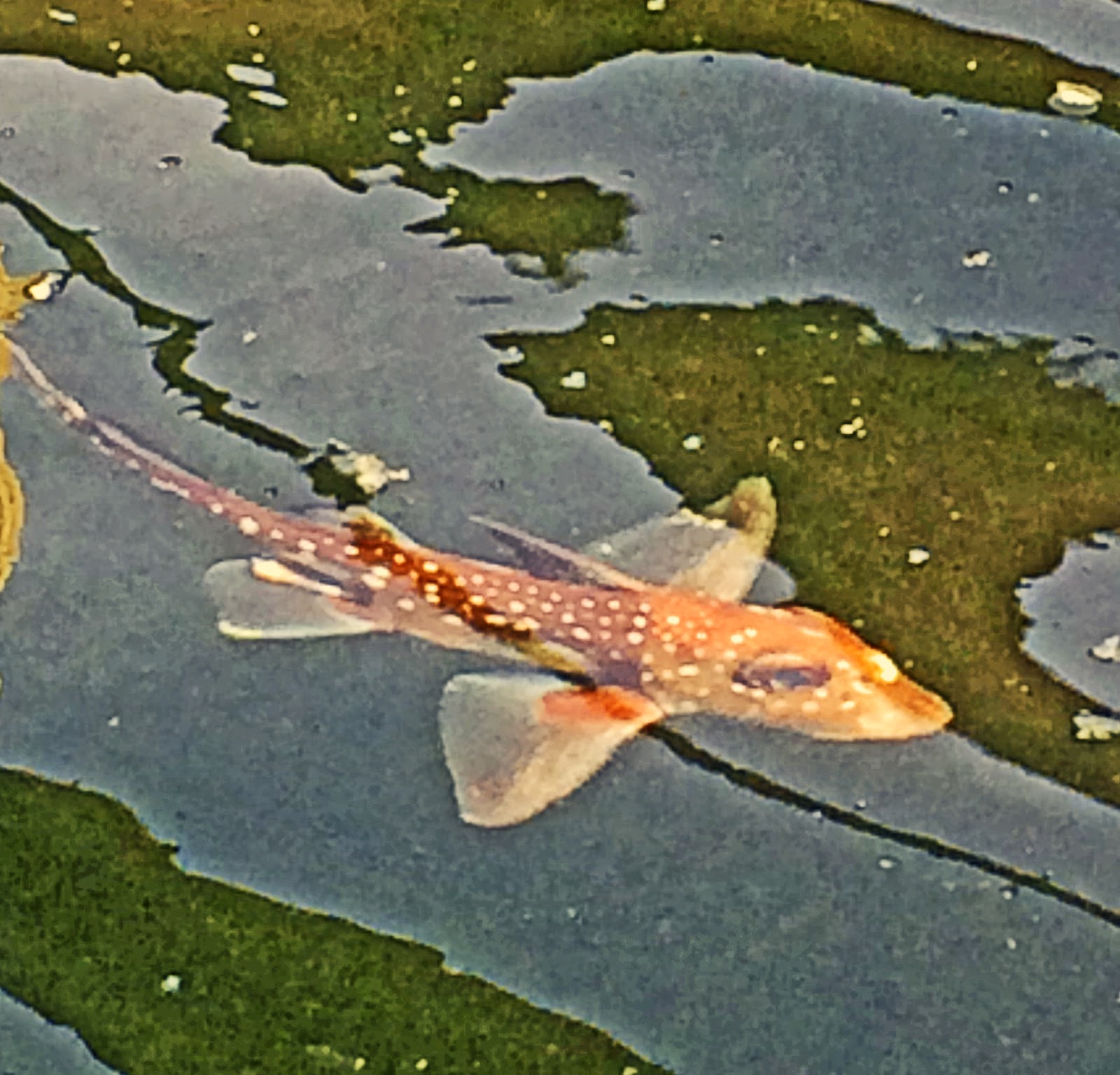 Woven to a random rhyme