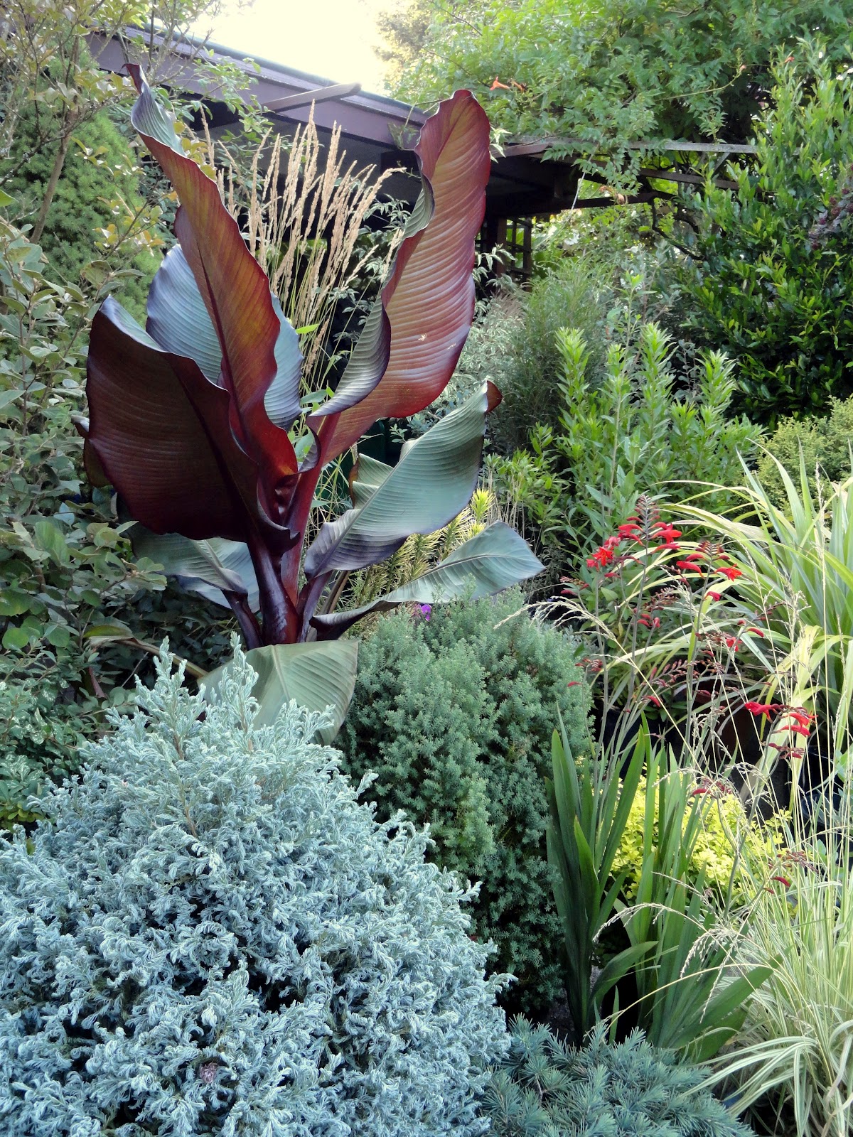 danger garden: For the love of plants, or how to make your neighbors go ...