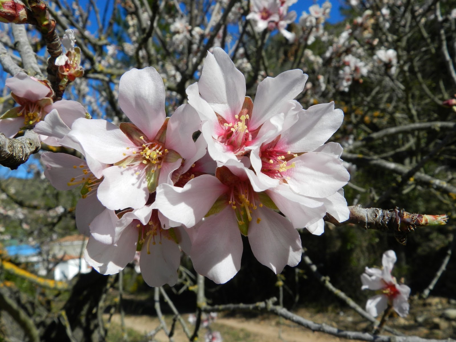 naturconsejos: ALMENDRO DULCE (Prunus dulcis)