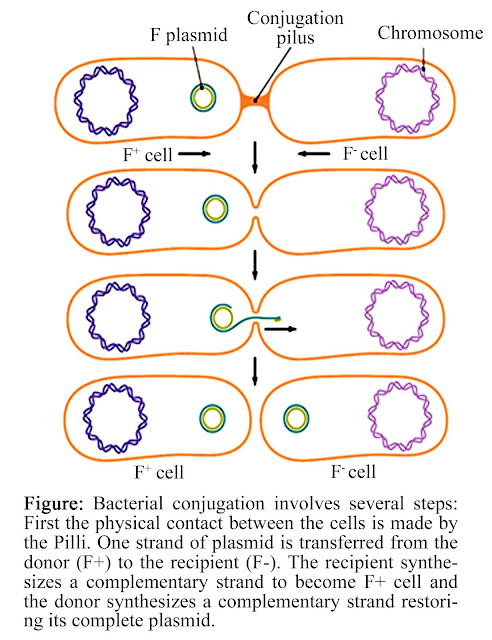 Bacterial Conjugation Process