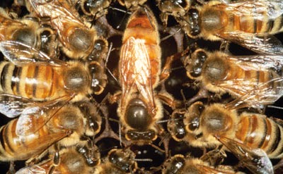 The New York Times Crossword in Gothic: 08.06.14 — Q B