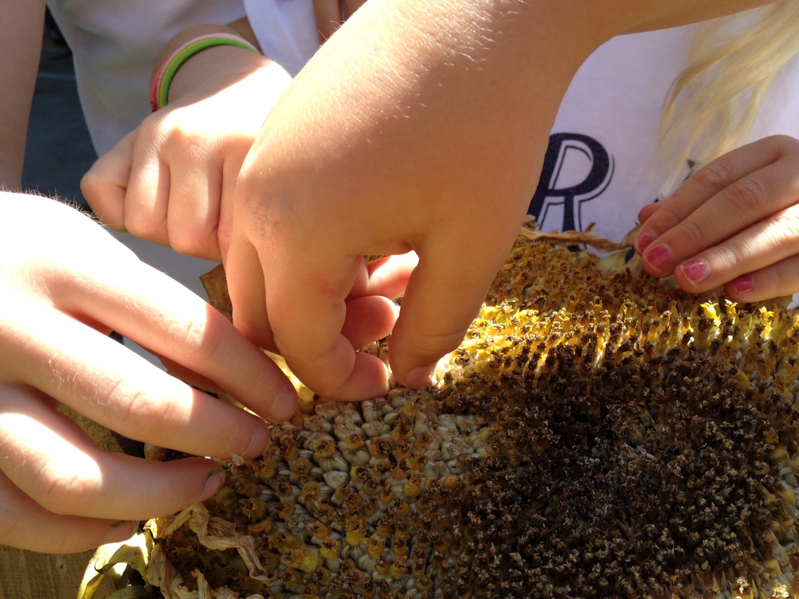 Sunflower Seed Math: Adding - Apples & ABC's