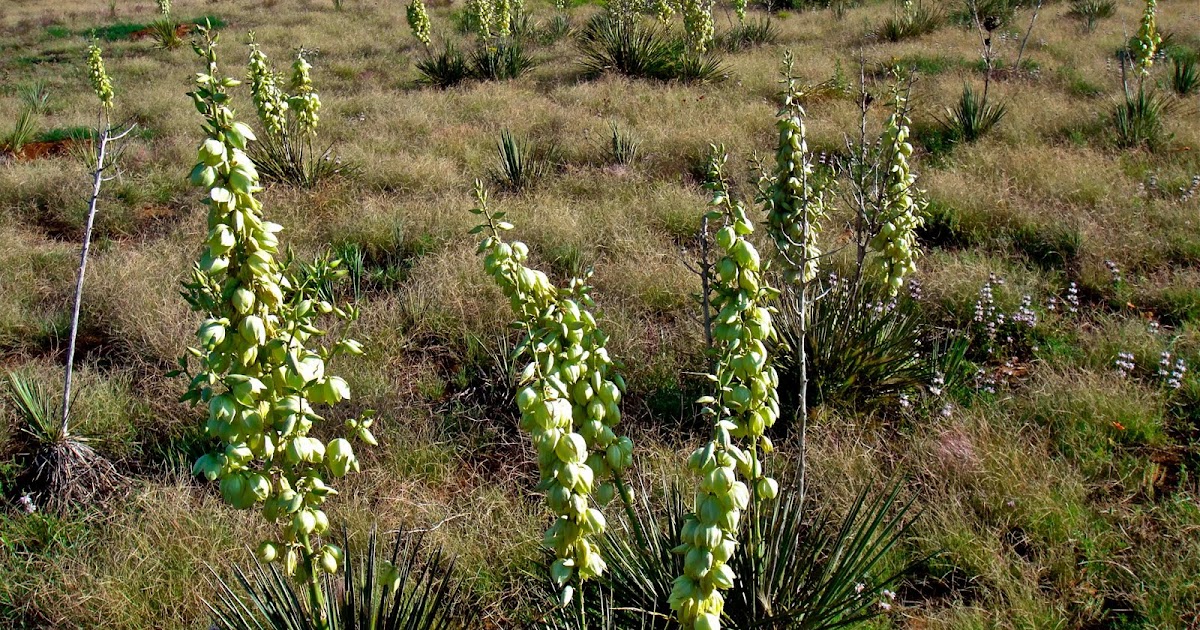 Poetry Of Spirit And Light: Bahia Snake Trail