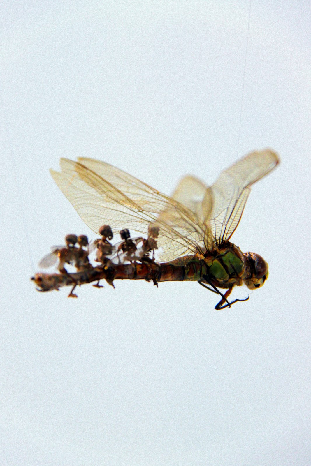 Pas grand-chose: 04/02/11