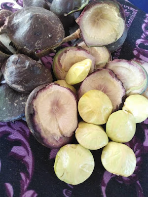 namakucella: MENGAIT BUAH JERING