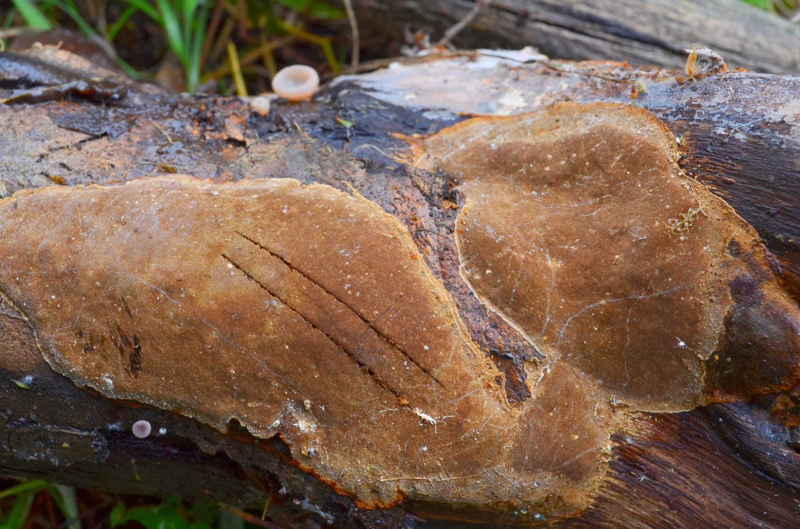 Setas Extremadura : Phellinus Punctatus