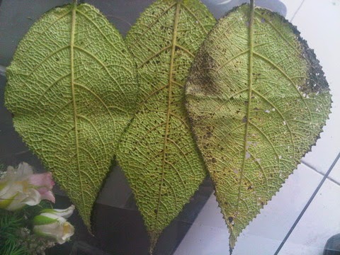 Daun Gatal Penghilang Pegal Ternyata Banyak Tumbuh Di Halaman | Netlagi ...