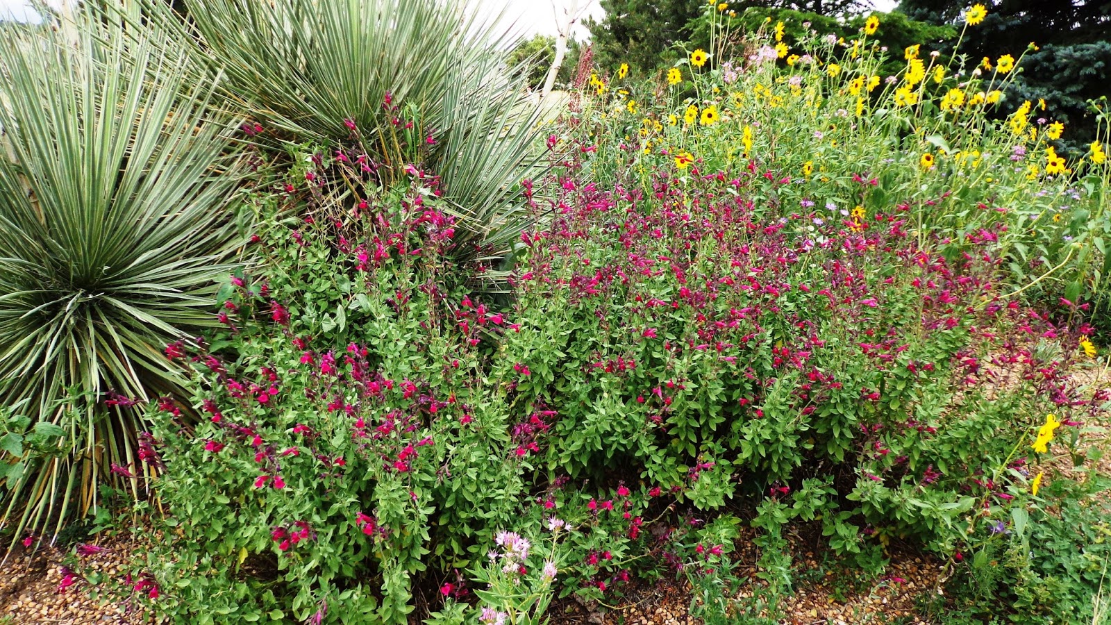 Prairiebreak: Alphabetical August stroll through my garden, and why not?