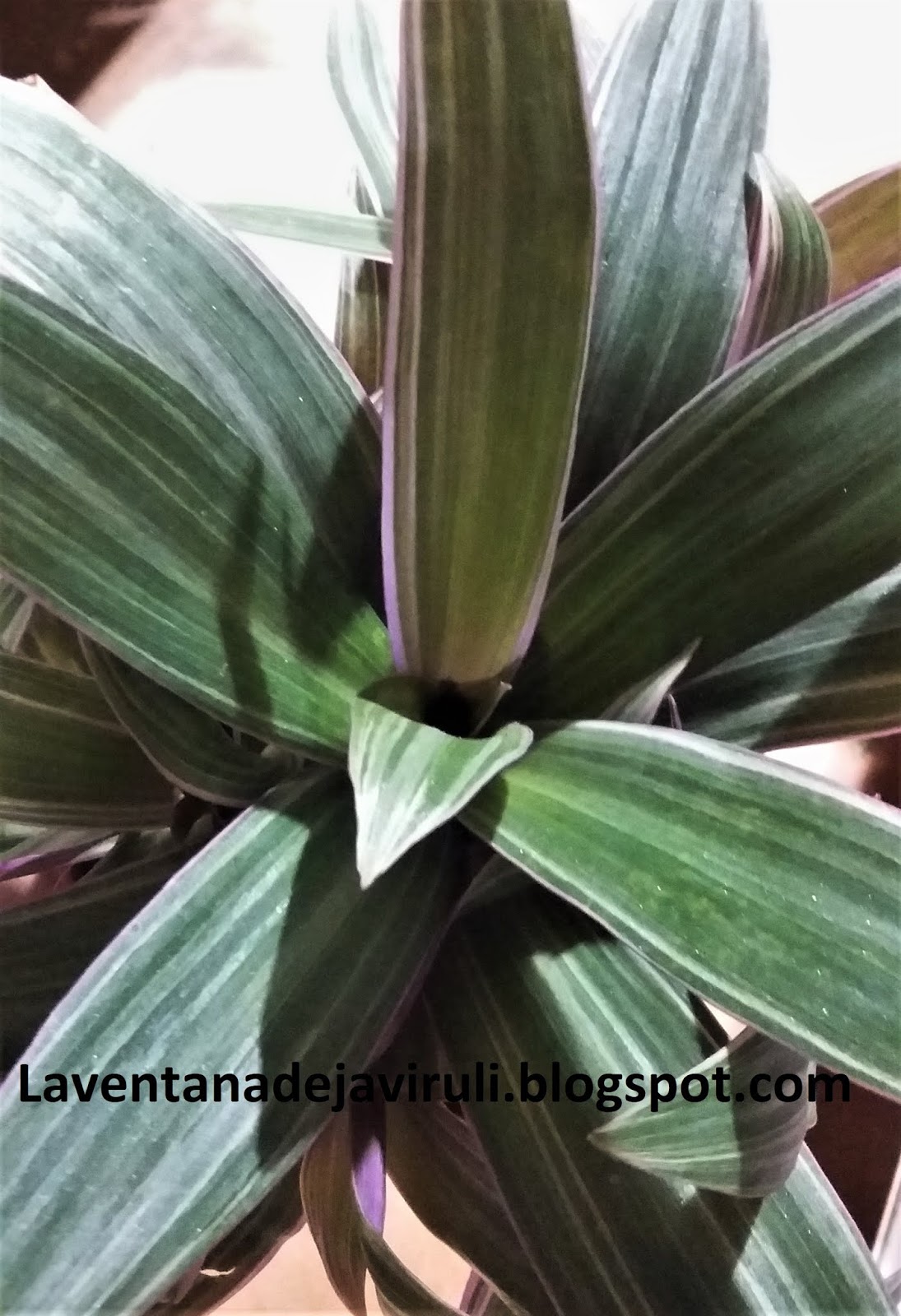 LA VENTANA DE JAVIRULI: PLANTAS DE INTERIOR (78): TRADESCANTIA ...