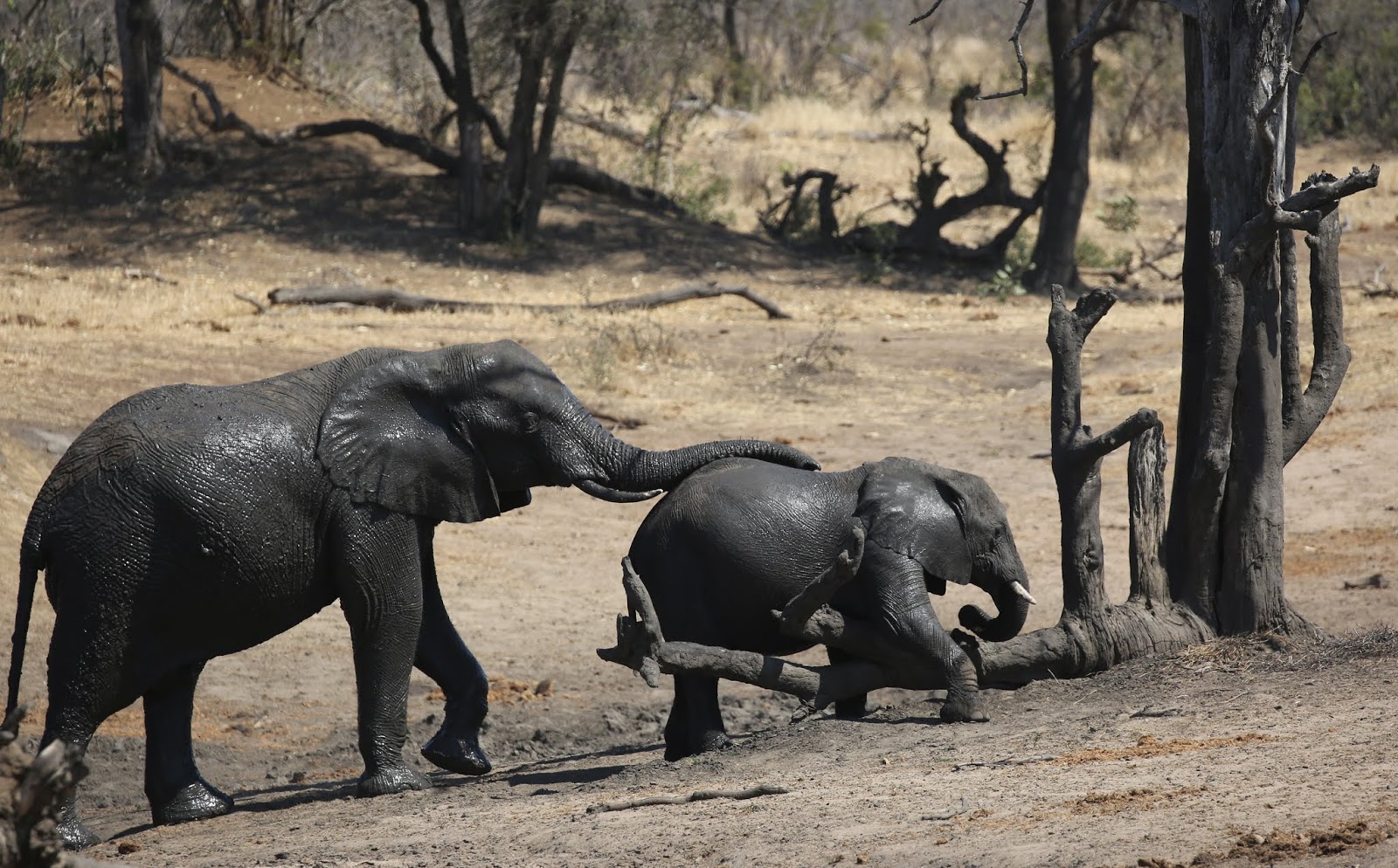 Worldbirder: Clare & Rowan's Africa trip!