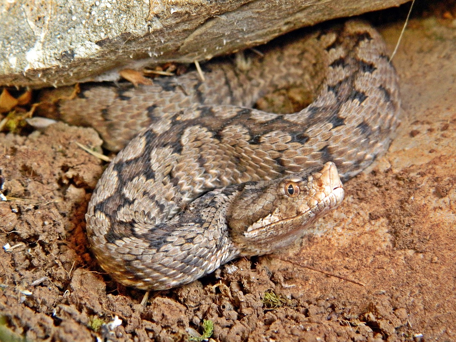 (Paleo-)Herpetología: Vipera latastei - Víbora hocicuda