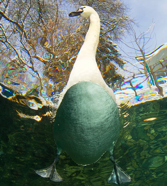 The animal zone: Why swans have long necks... Photographer shows it can ...