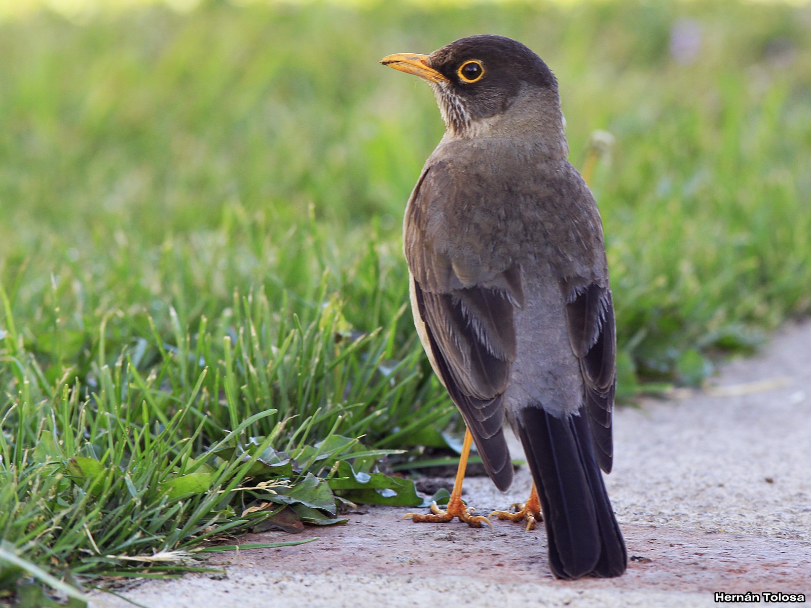 Aves de Argentina: Zorzal modelo