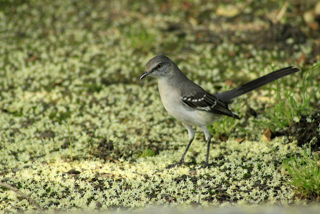 Ponderings of an Elect Exile: March 2012