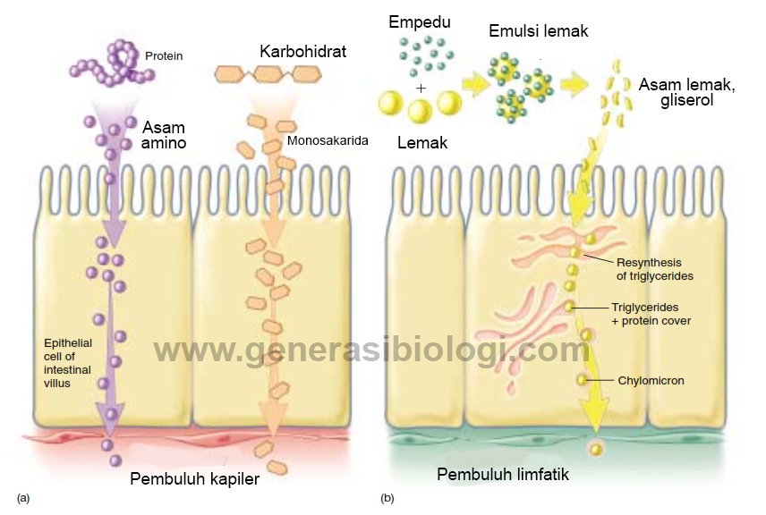 Anatomi dan Fisiologi Sistem Organ Pencernaan Pada Manusia - Biologizone