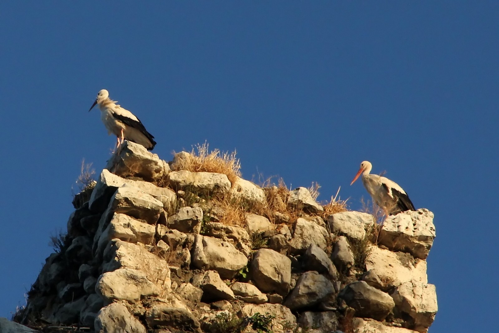 LDS Missionary Couple in the Madrid Spain Temple: Storks in Spain ...