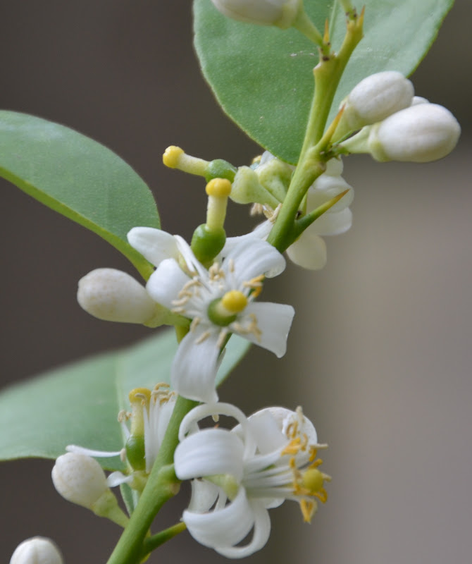 Garden Ally: Be the Bee: A Look at Hand Pollination
